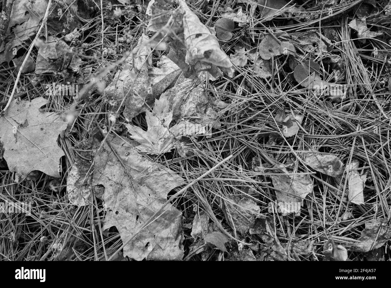 McMichael Canadian Art Collection with sculptures by Ivan Eyre Stock ...