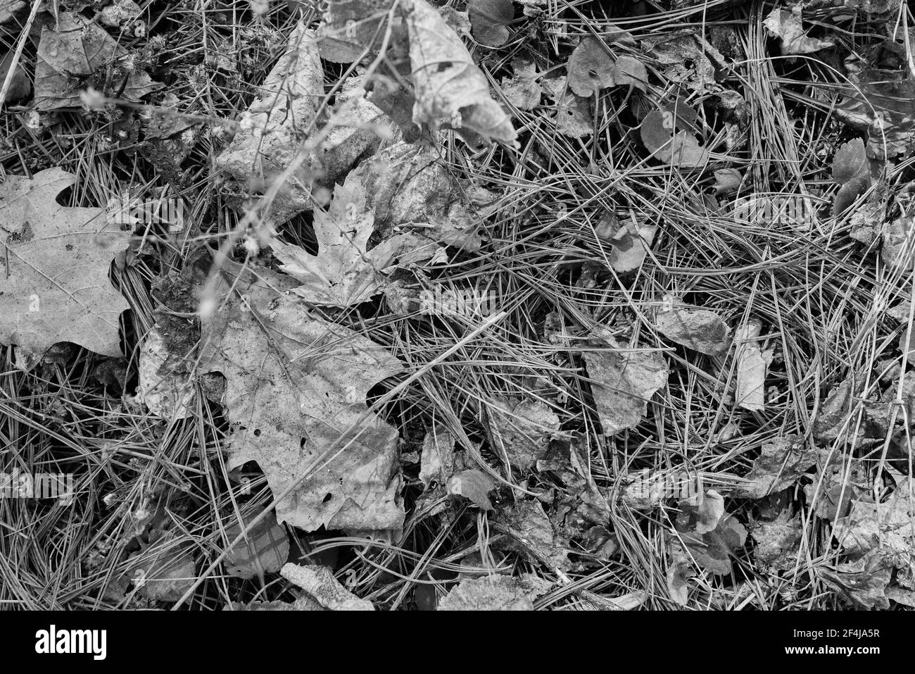 McMichael Canadian Art Collection with sculptures by Ivan Eyre Stock ...