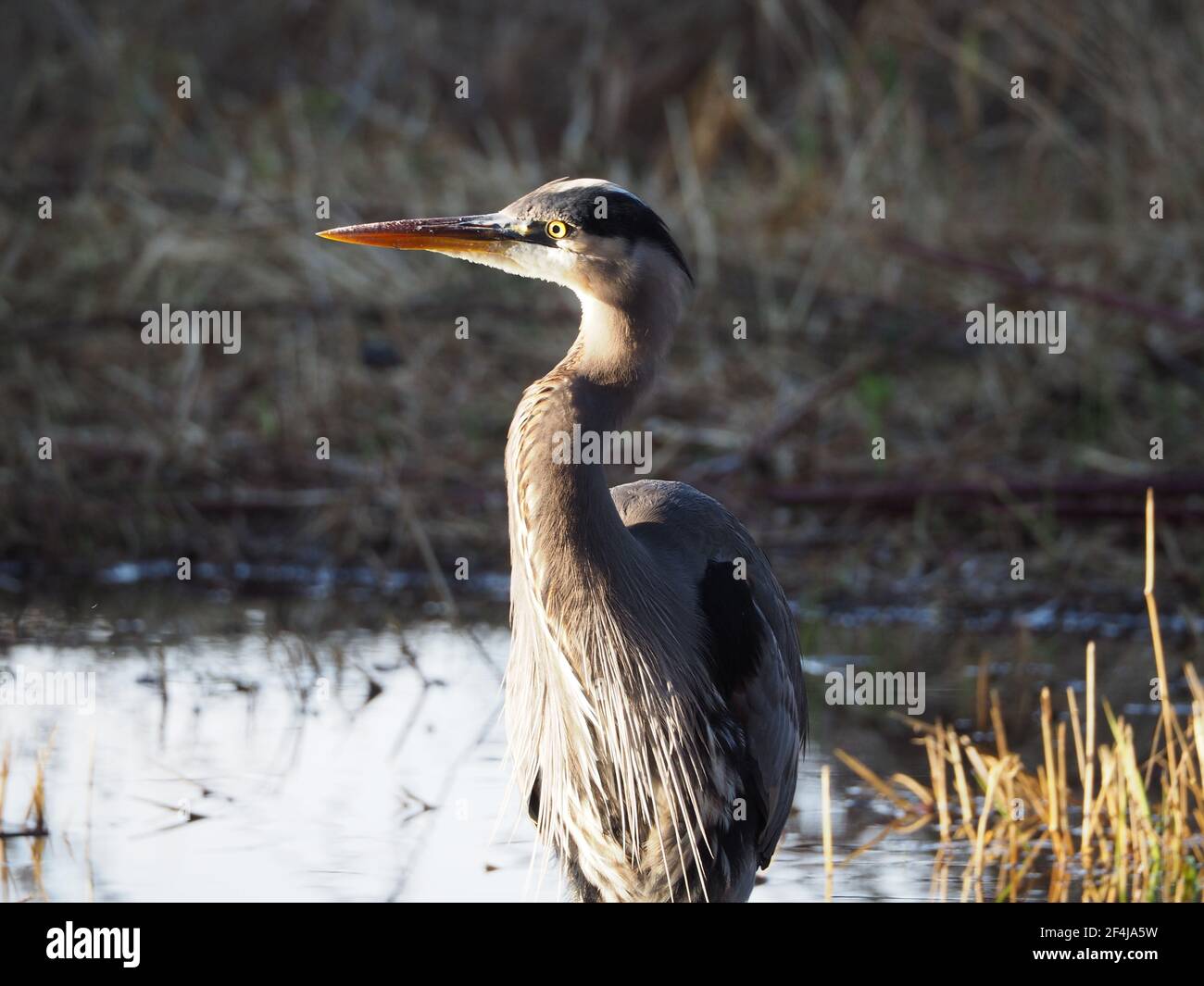 Heron by marsh hi-res stock photography and images - Alamy