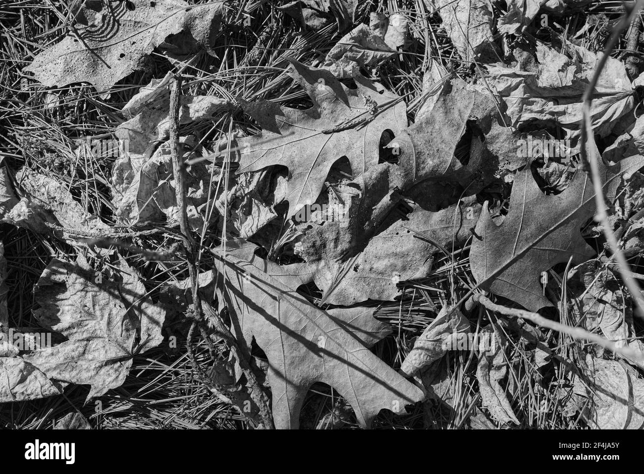 McMichael Canadian Art Collection with sculptures by Ivan Eyre Stock ...