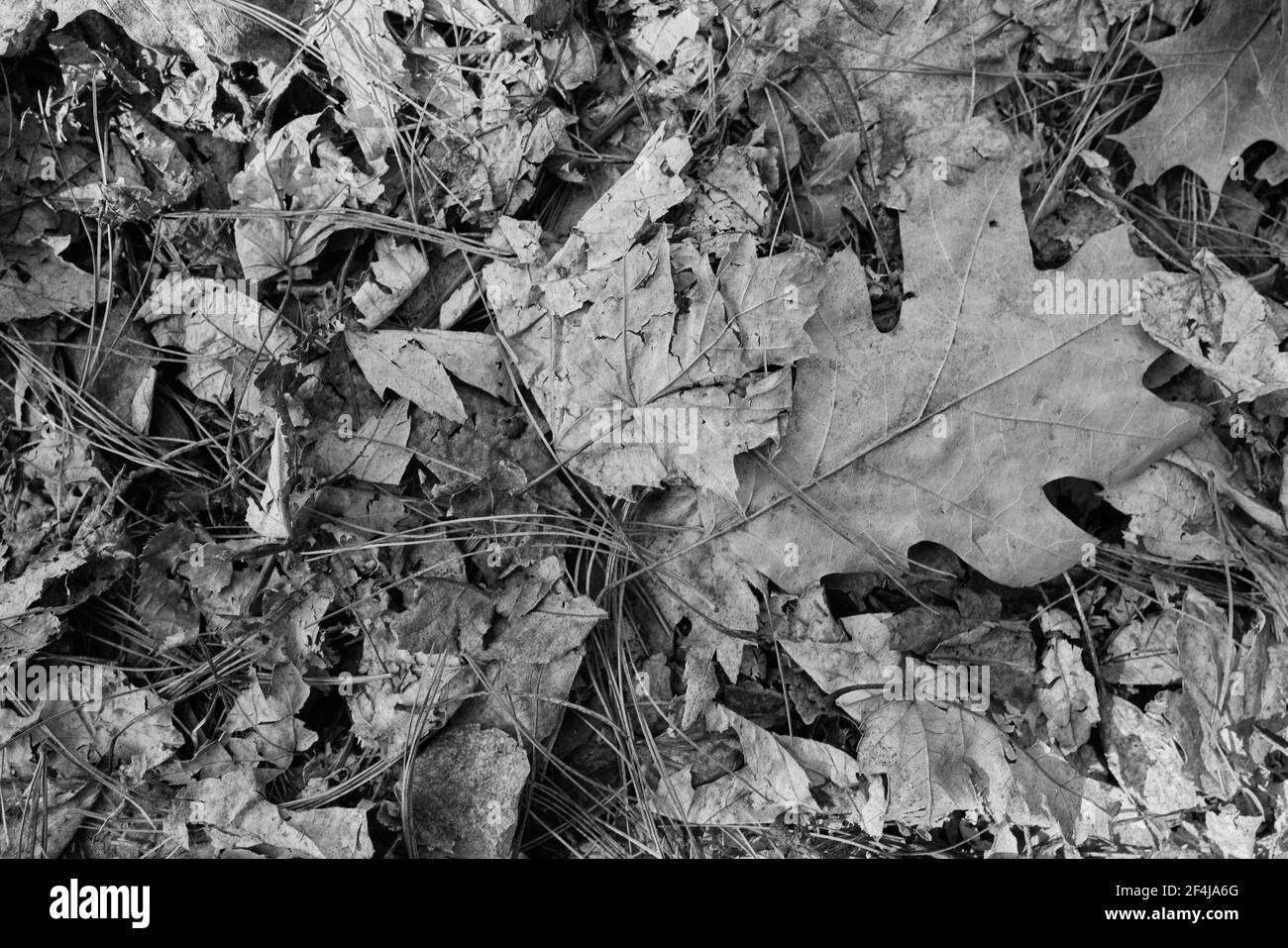 McMichael Canadian Art Collection with sculptures by Ivan Eyre Stock ...