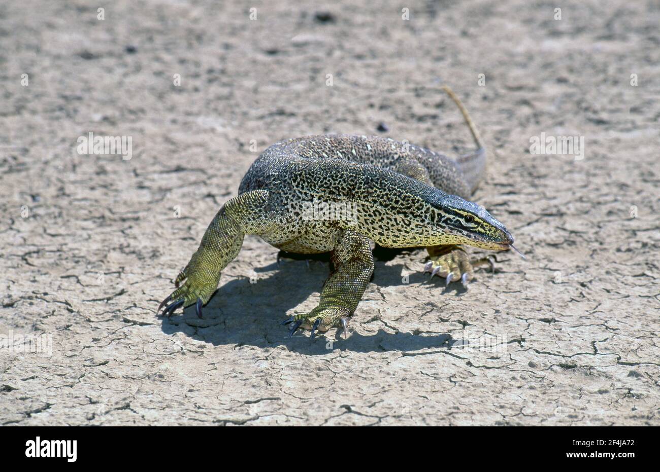 Perenties hi-res stock photography and images - Alamy