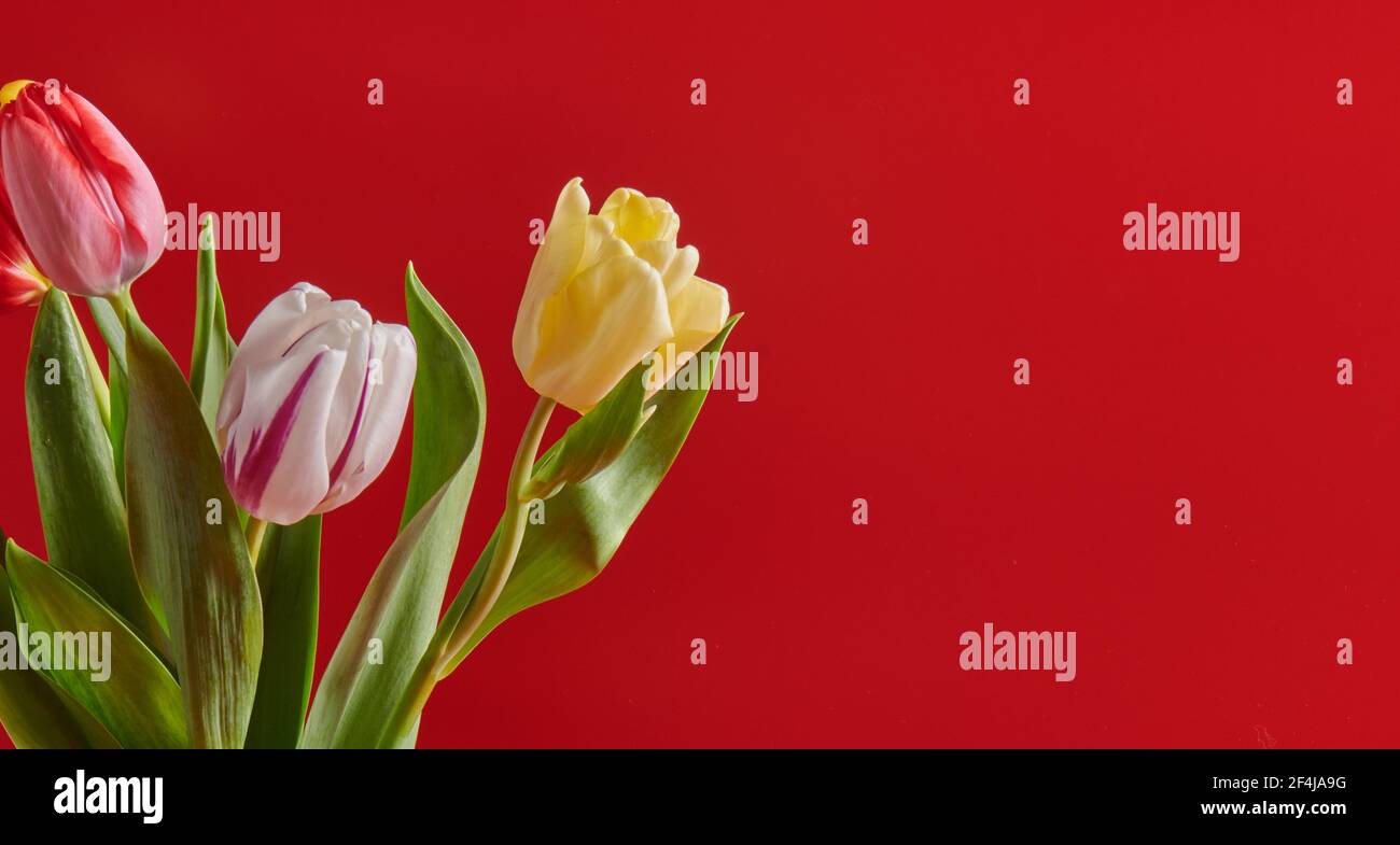 Three colored flowers hi-res stock photography and images - Alamy