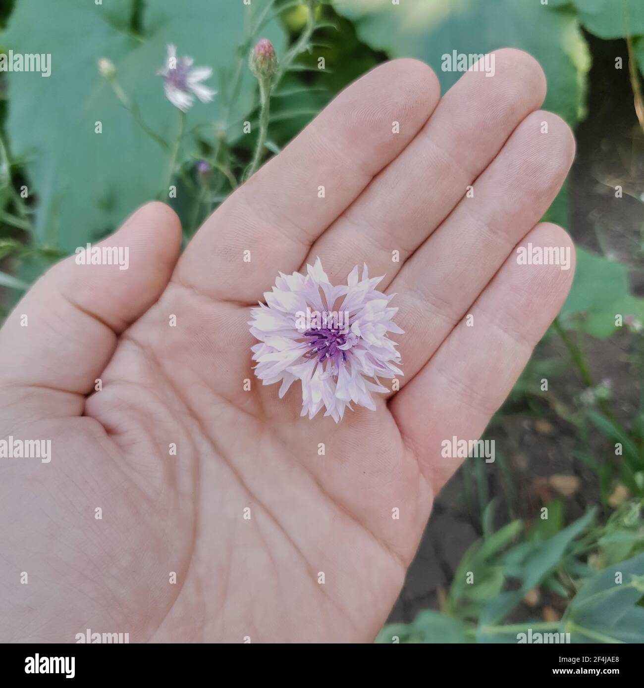 small pink flower in the palm of your hand Stock Photo - Alamy