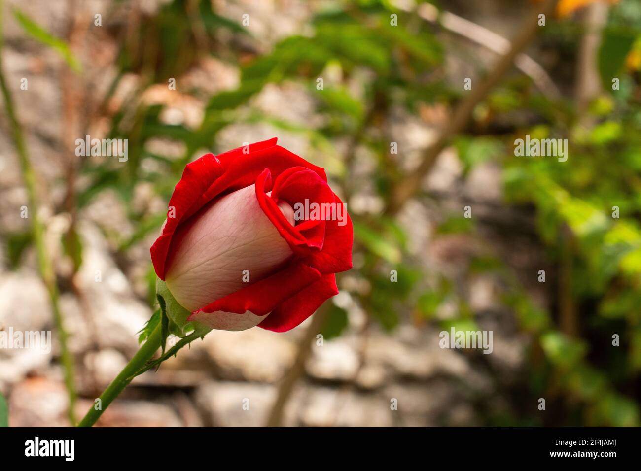 Blooming beautiful rose flower in spring garden Stock Photo - Alamy