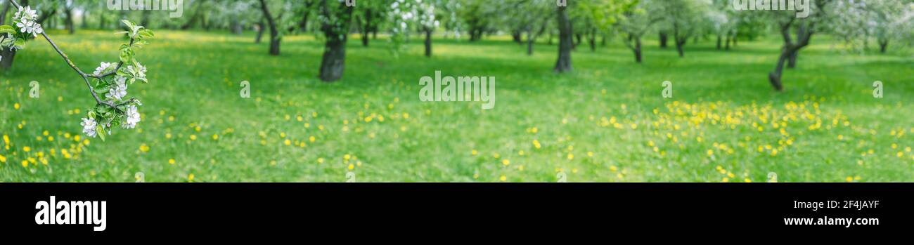 spring panoramic landscape with blossoming apple tree branch on blurred ...
