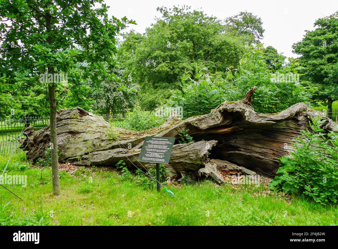 Queen elizabeth oak hi-res stock photography and images - Alamy