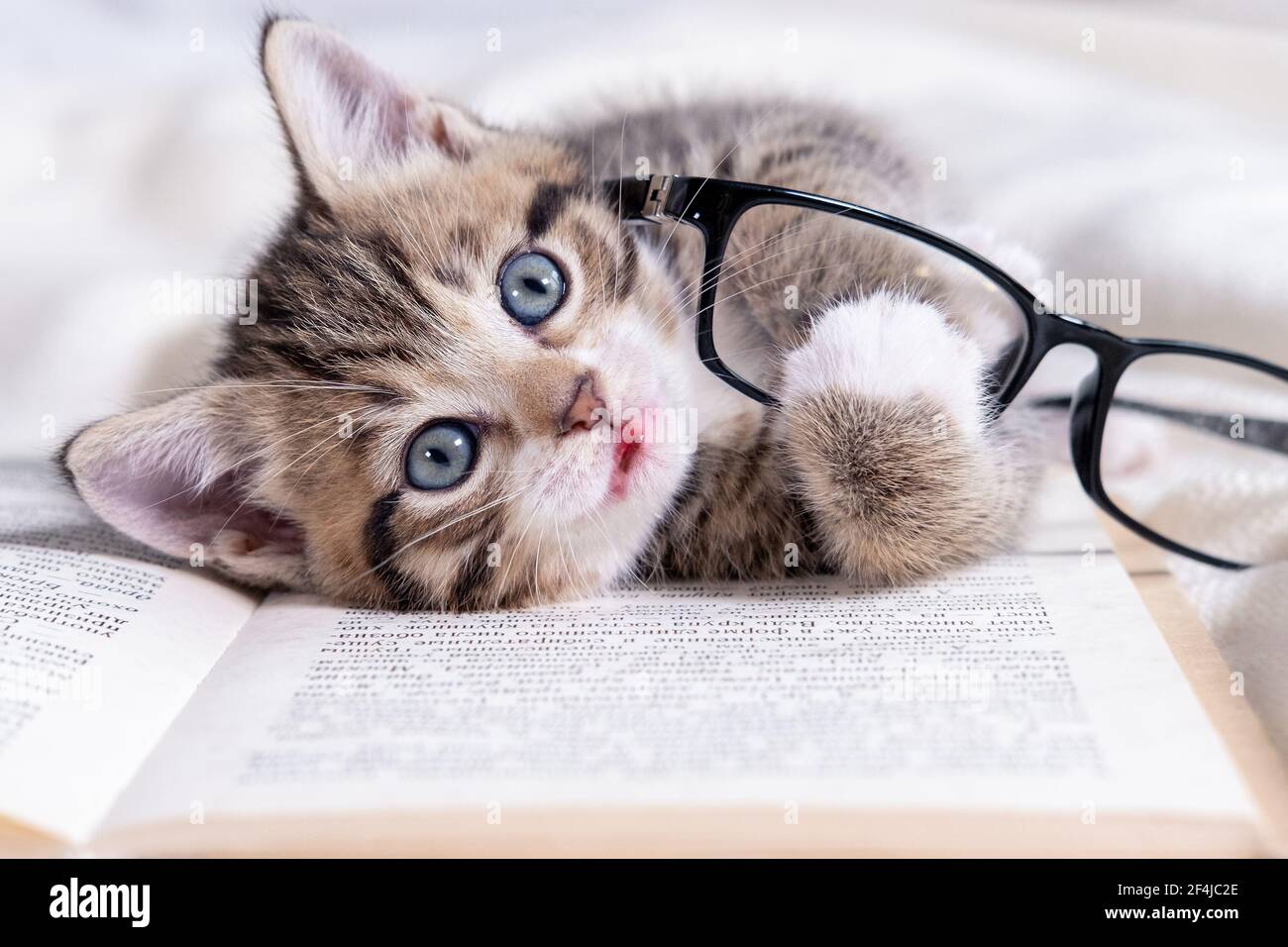 Studying Cute Cat