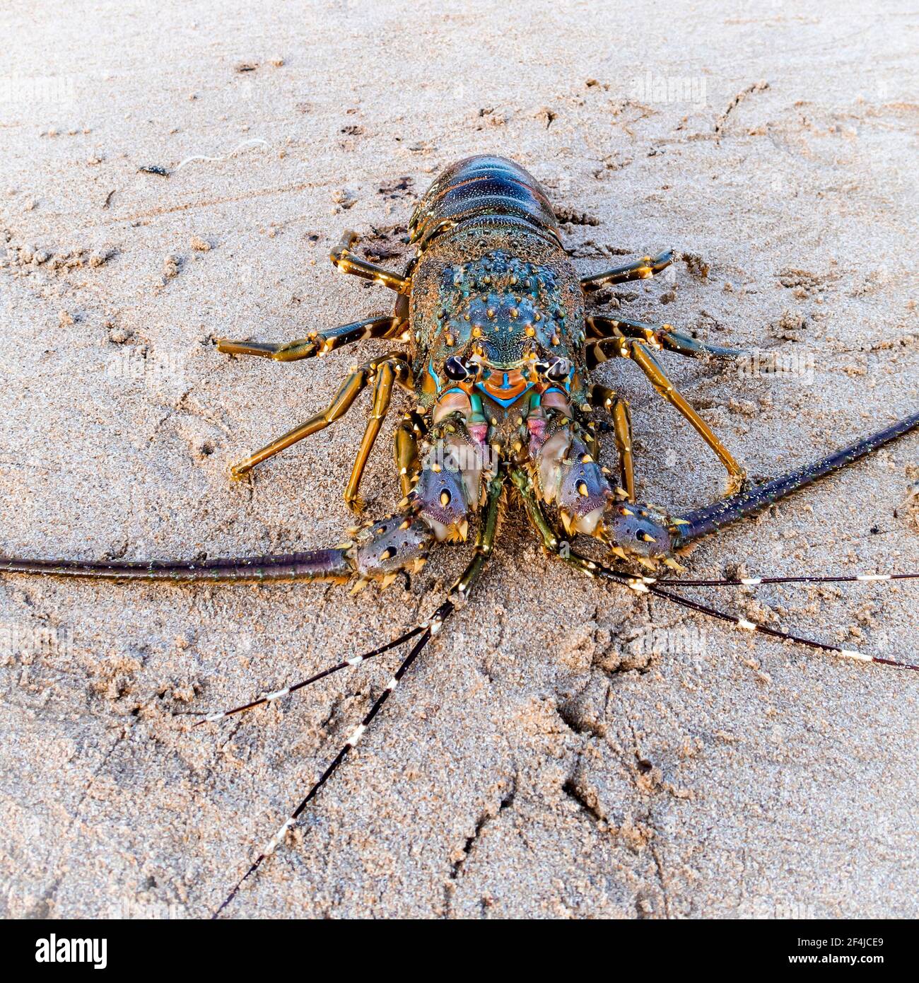 Painted Crayfish (or Rock Lobster, lat. Panulirus versicolor ...
