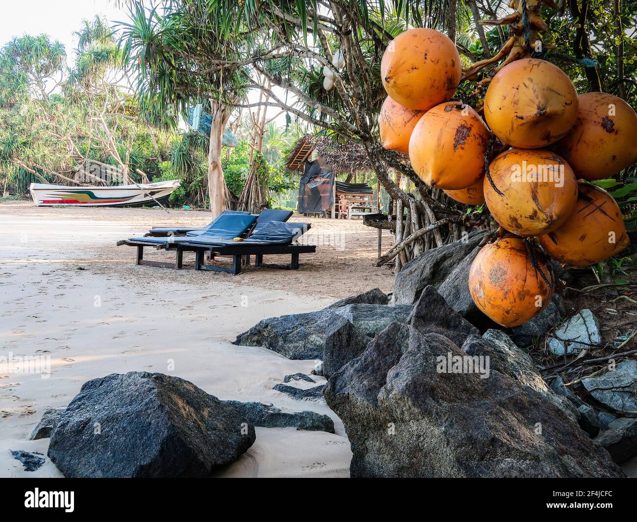 Bench on beach coconut tree hi-res stock photography and images - Alamy