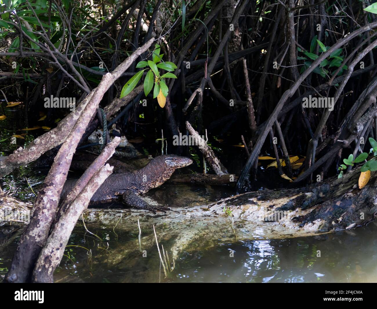 Water Monitor Lizard on the Bentota Ganga river in the jungle on the ...