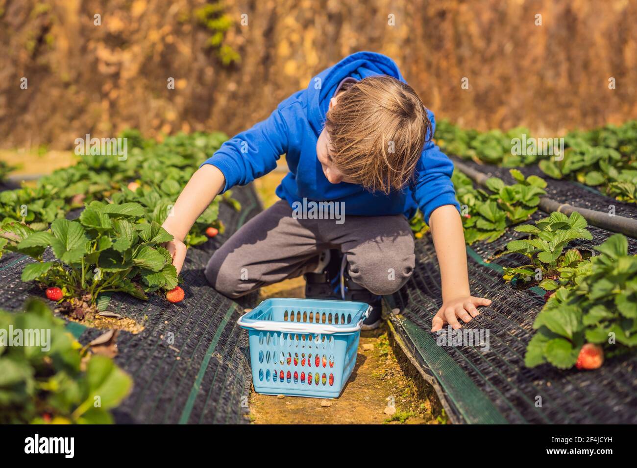 Happy boy on organic strawberry farm in summer, picking strawberries ...