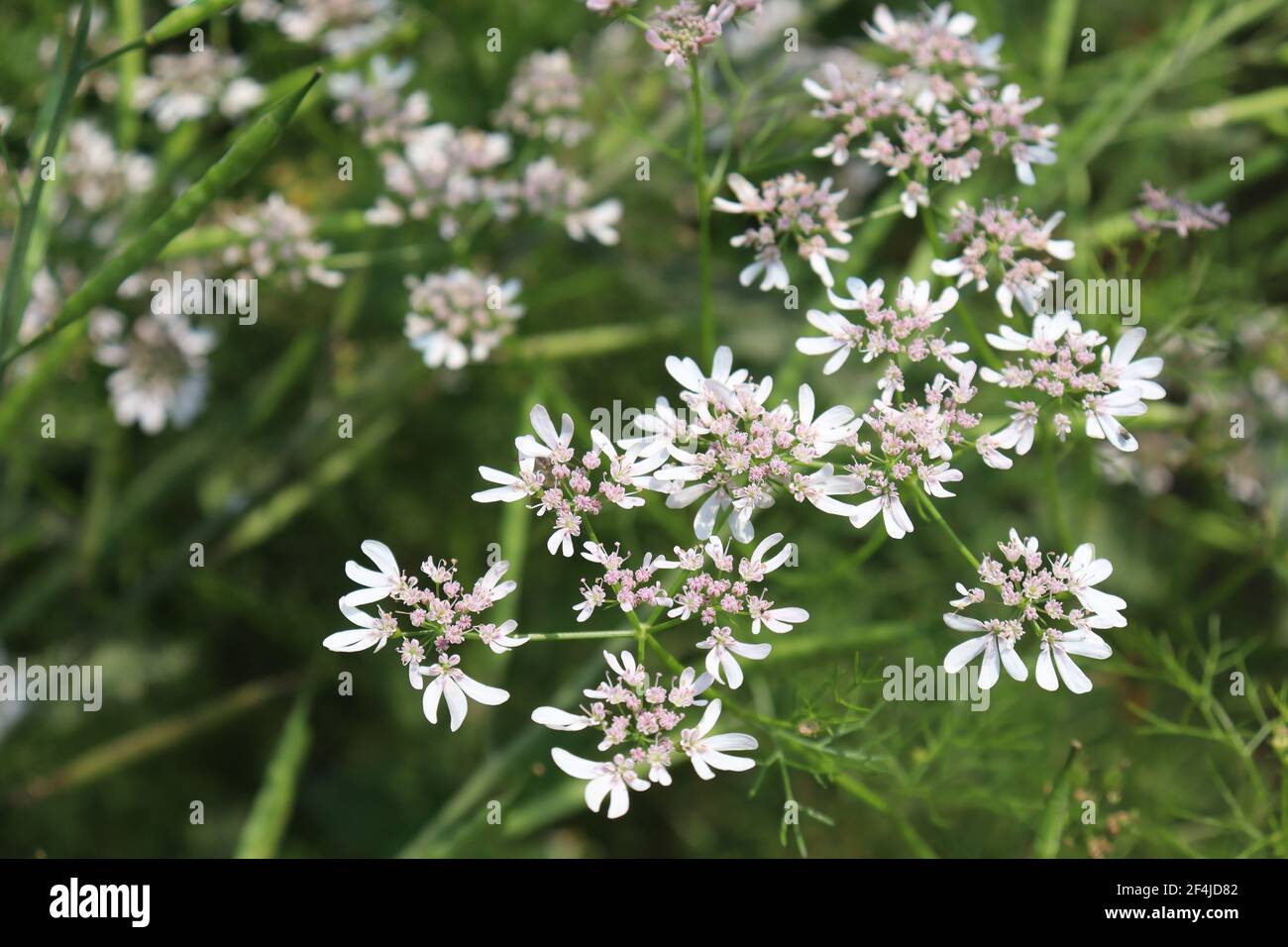 Coriander Tree