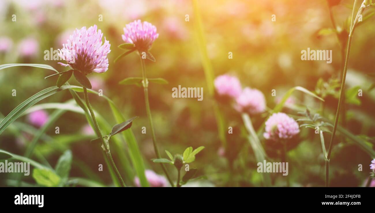Beautiful clover hi-res stock photography and images - Alamy