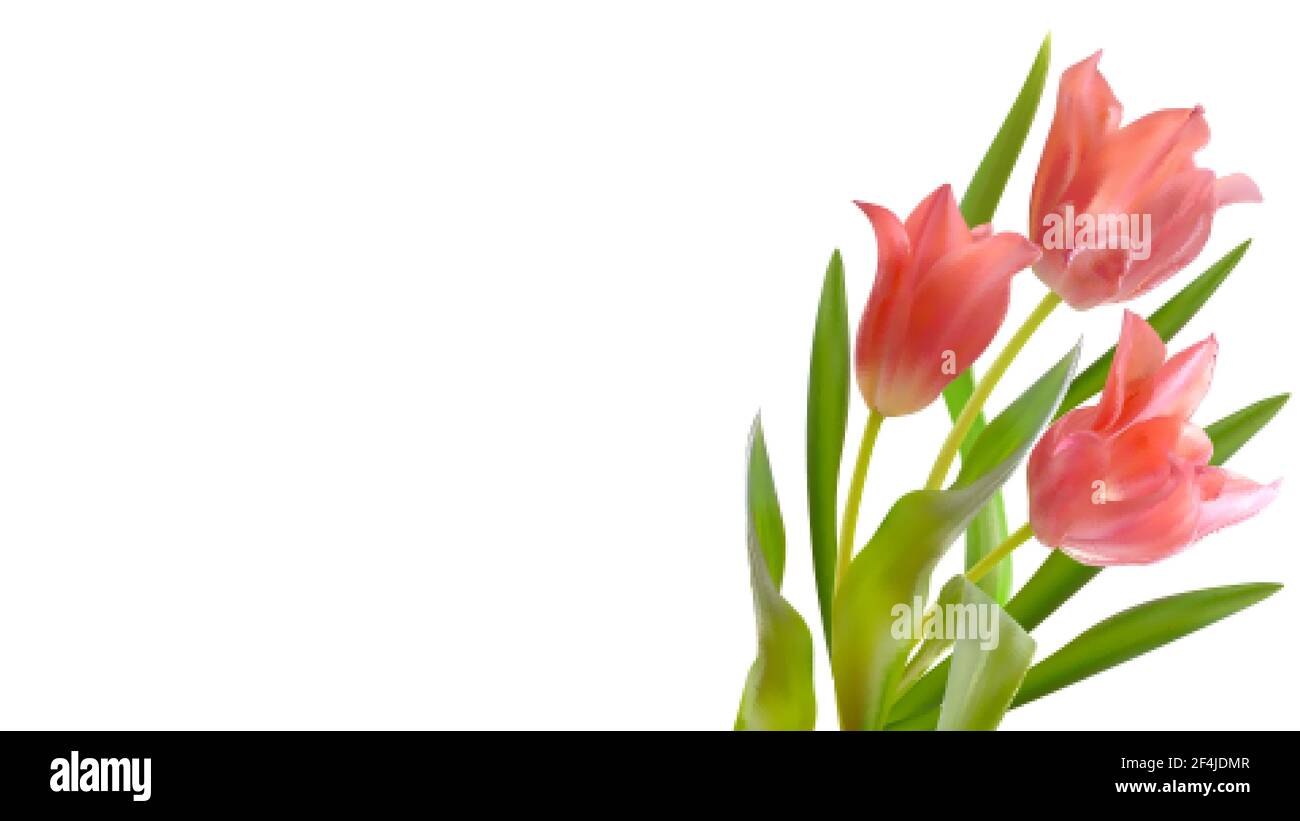 Bouquet of realistic tulips on a white background. Composition of pink ...