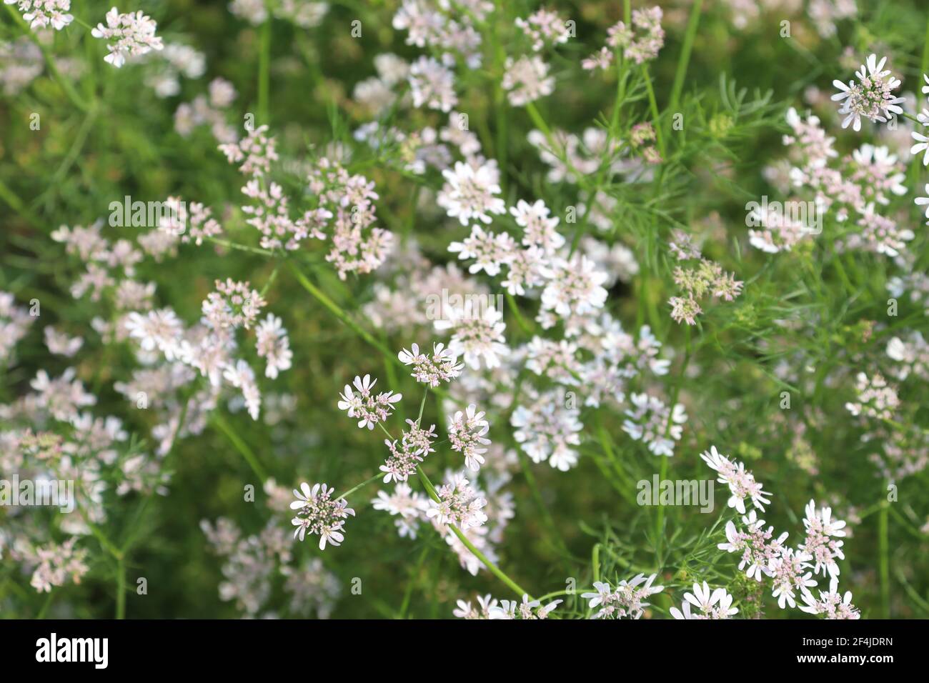 white colored coriander flower with tree on firm for harvest Stock ...