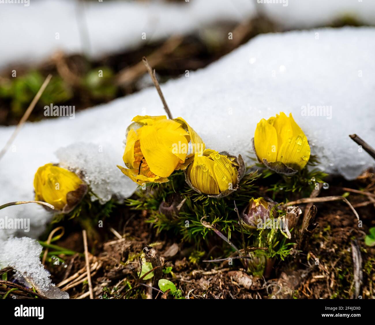 Yellow Pheasant's eye. Spring flower on calcareous dry meadow Stock ...