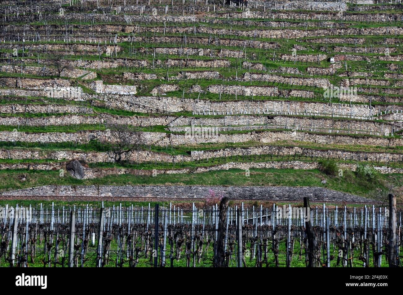 The famouse terraced vineyards in Wachau Valley along the river Danube ...