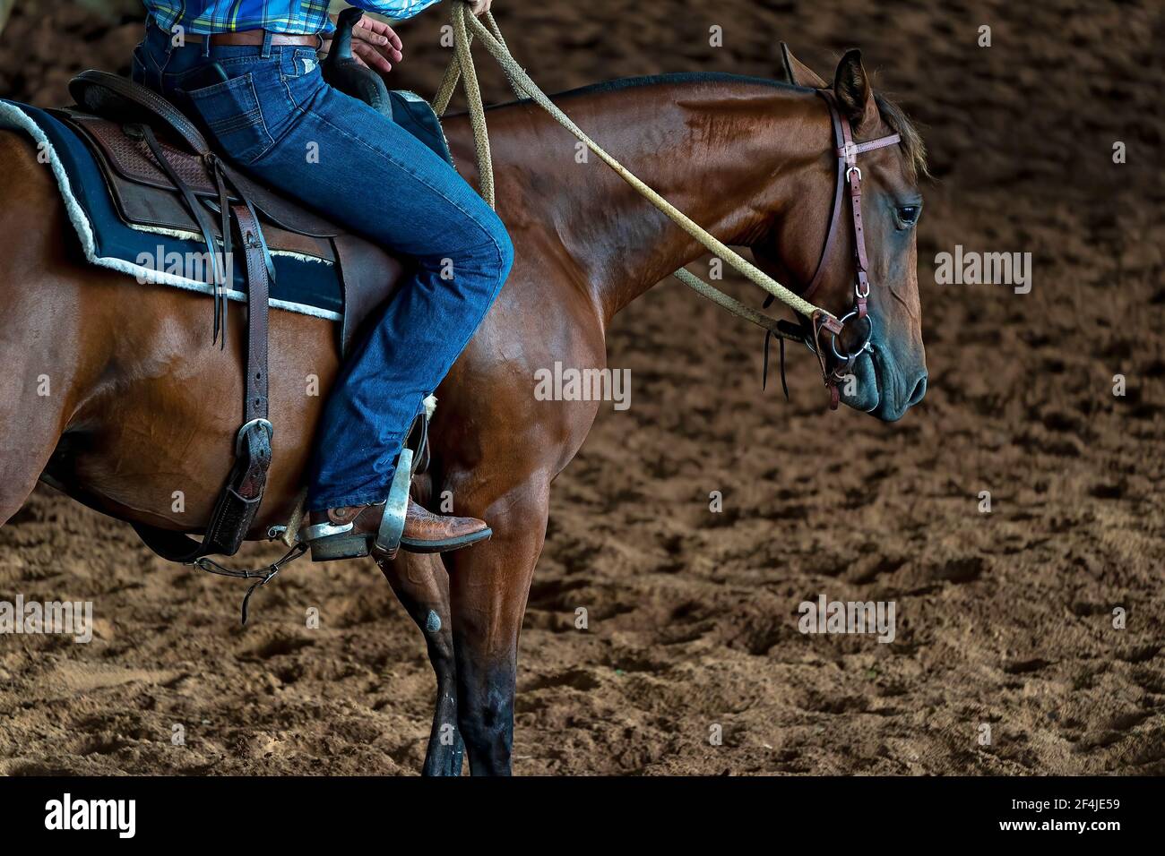 A horse and rider in a western style equestrian cutting competition ...