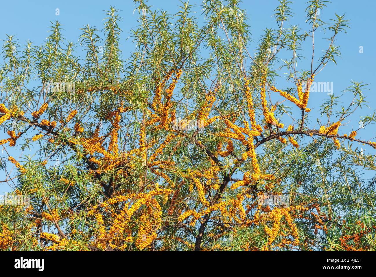 Buckthorn tree hi-res stock photography and images - Alamy