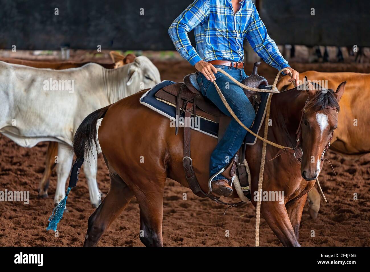 A horse and rider in a western style equestrian cutting competition ...