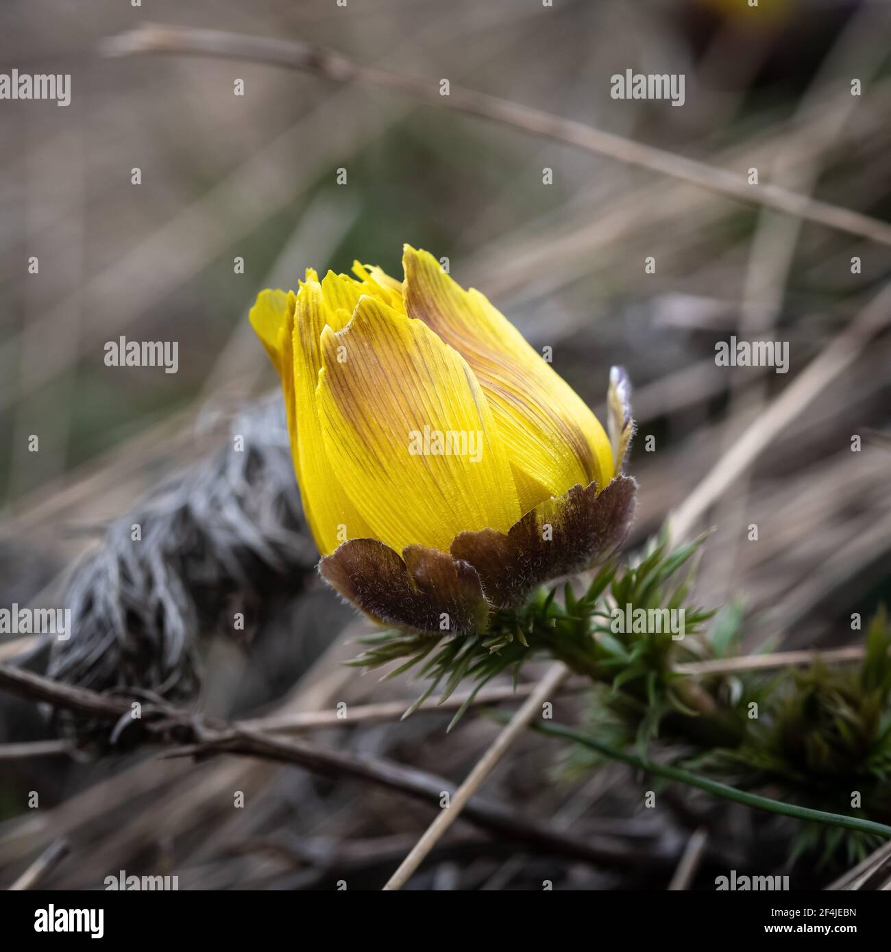 Yellow Pheasant's eye. Spring flower on calcareous dry meadow Stock ...