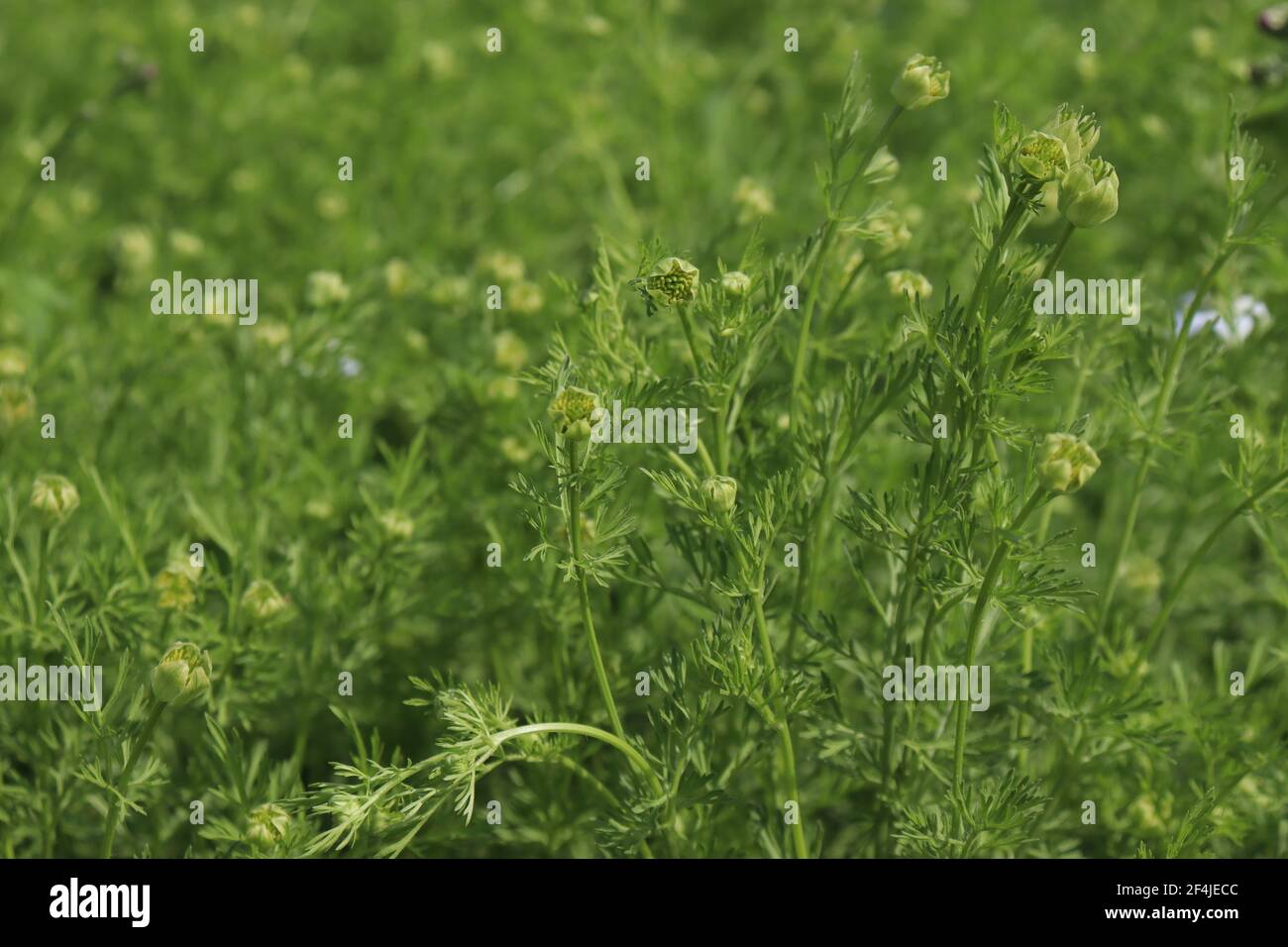 Coriander Tree