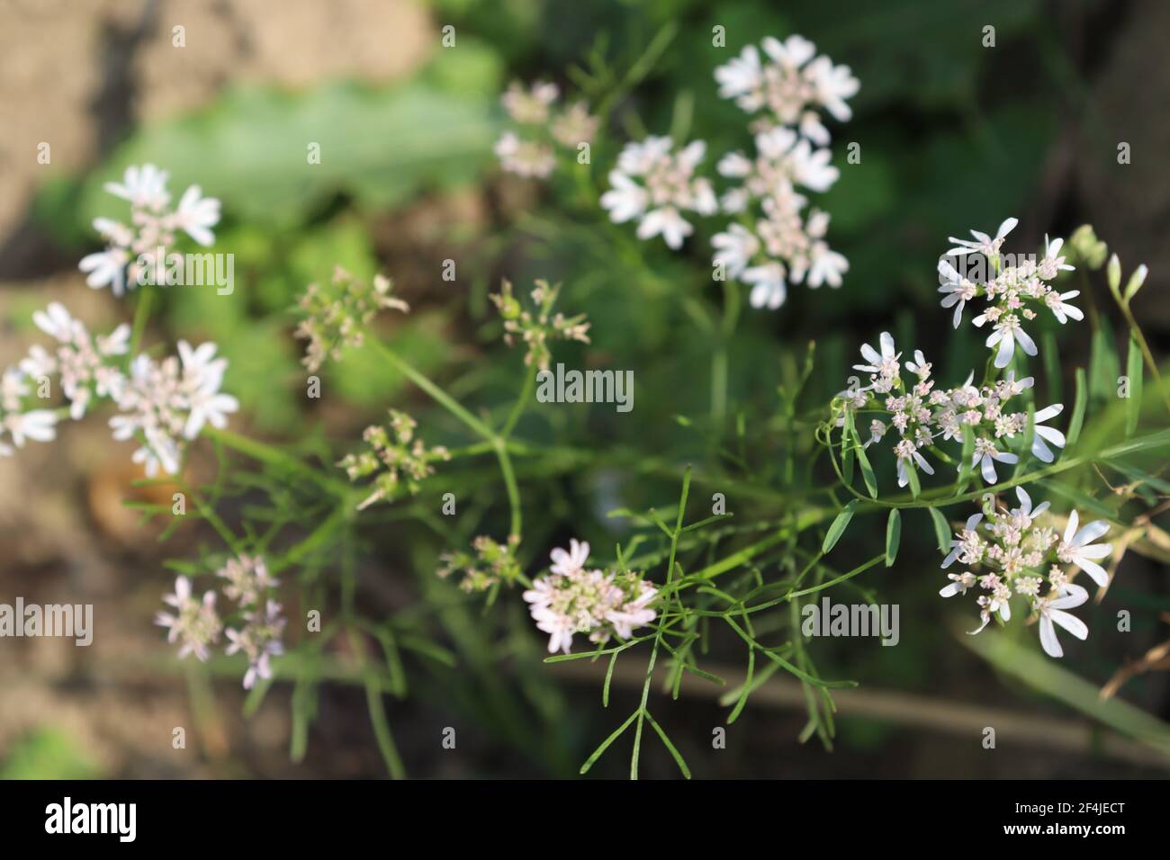 Coriander Tree