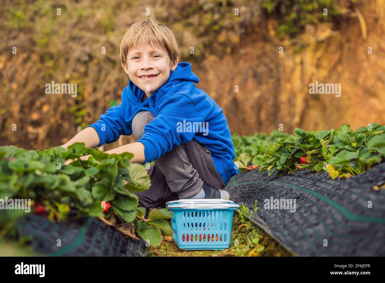 Happy boy on organic strawberry farm in summer, picking strawberries ...