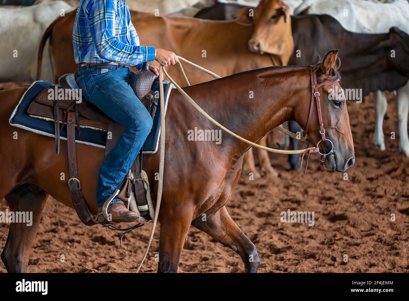 A horse and rider in a western style equestrian cutting competition ...