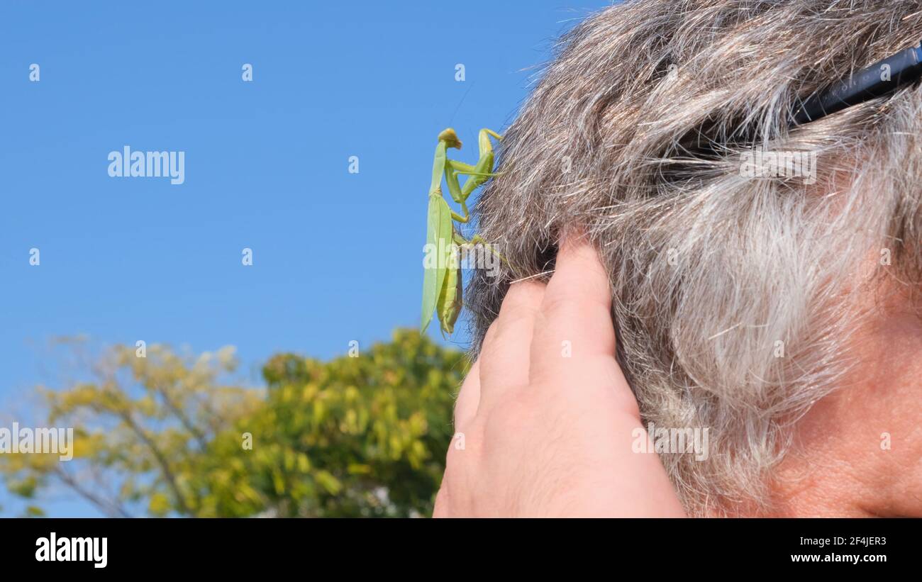 Mantis on human hand hi-res stock photography and images - Alamy