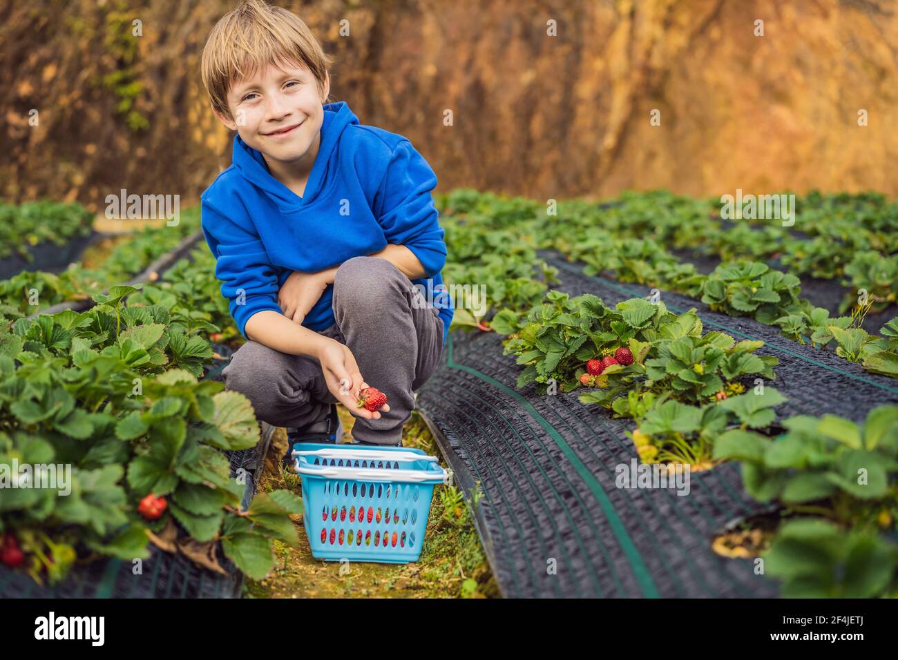 Happy boy on organic strawberry farm in summer, picking strawberries ...