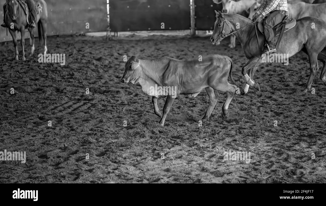 Horse and rider cutting out a calf from the herd in a competition in a ...