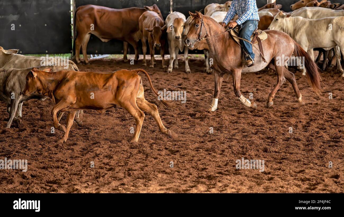 Horse and rider cutting out a calf from the herd in a competition in a ...