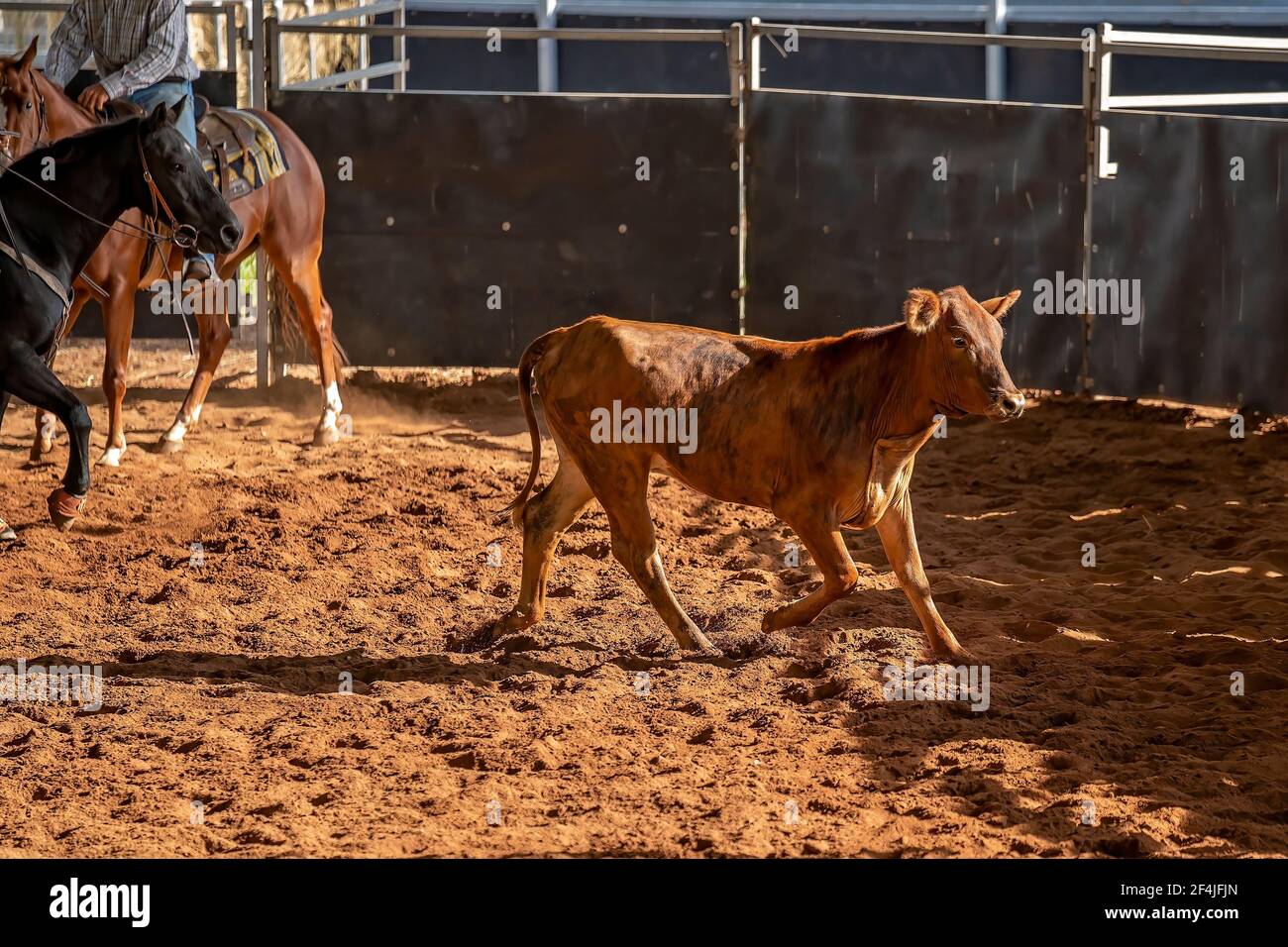 Horse and rider cutting out a calf from the herd in a competition in a ...