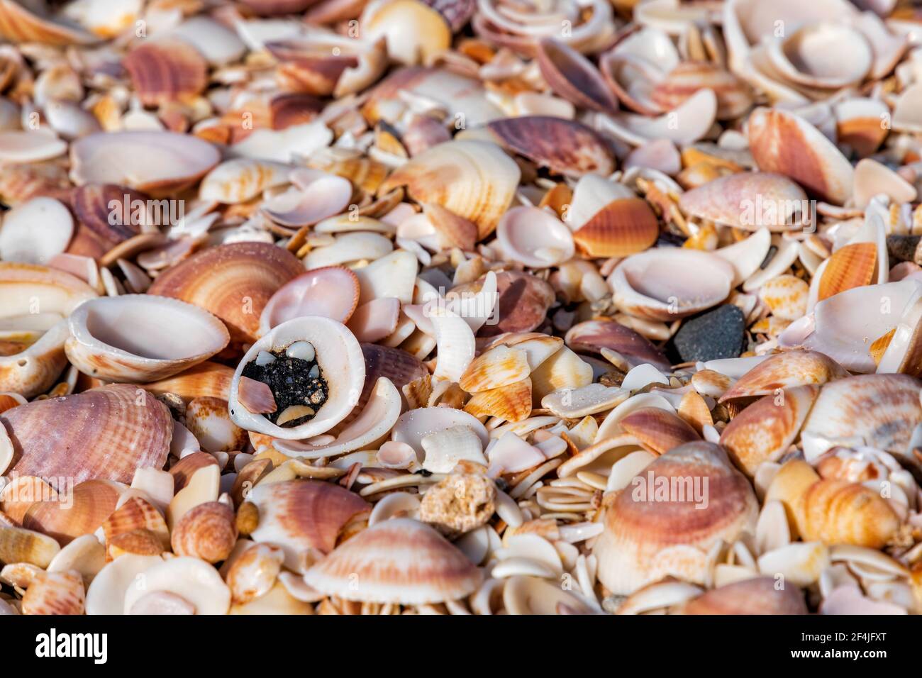 Summer background with a beach covered with seashells and a starfish ...