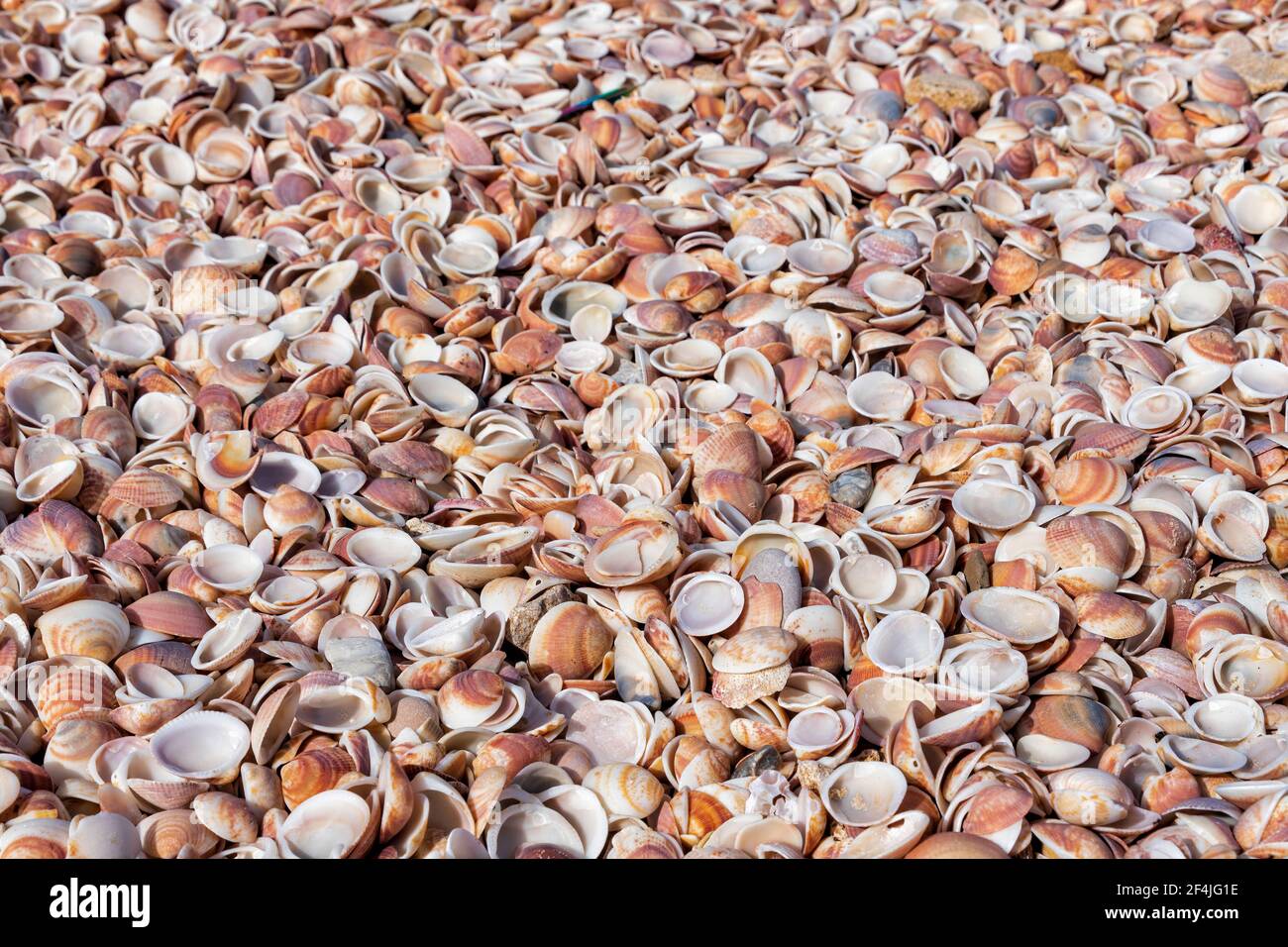 Summer background with a beach covered with seashells and a starfish ...