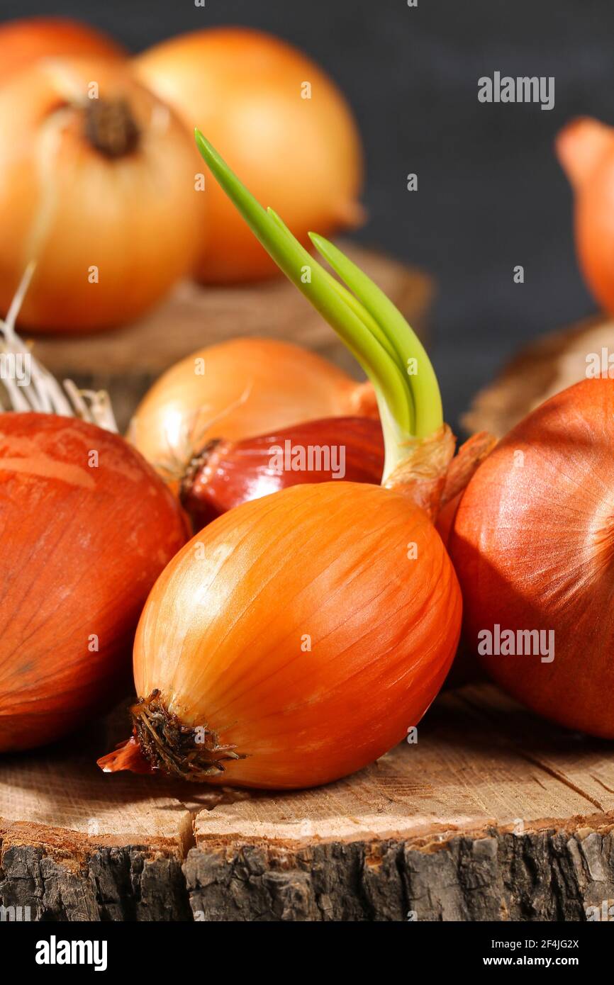 White onion bulbs on a log slice, slab on a gray background. Cooking ...