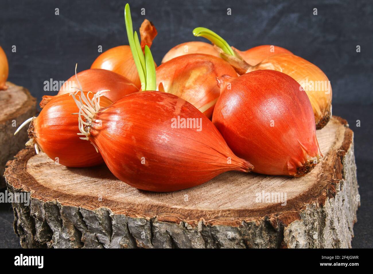 White onion bulbs on a log slice, slab on a gray background. Cooking ...