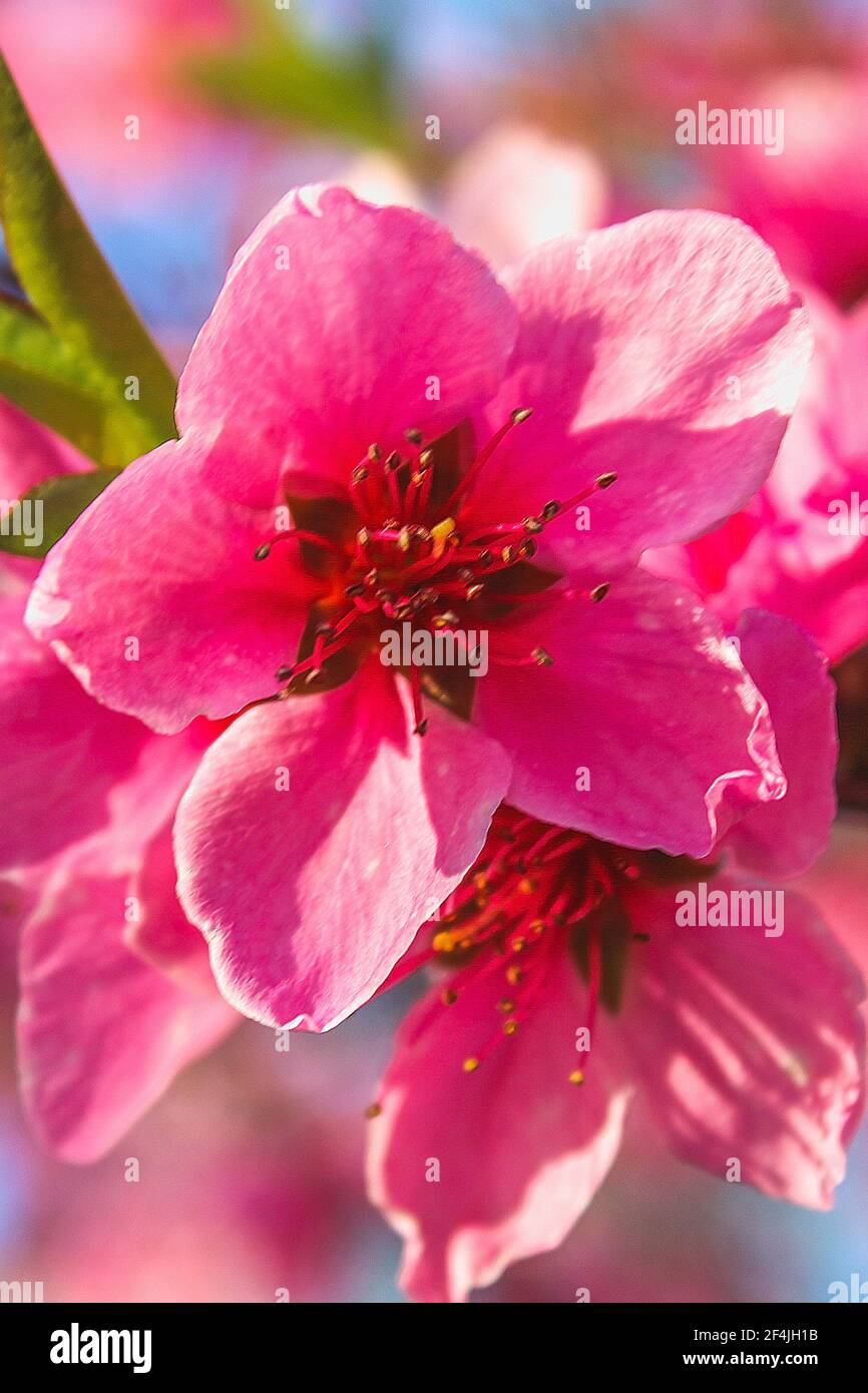 Pink beautiful flowers of peach tree on a sunny day Stock Photo - Alamy