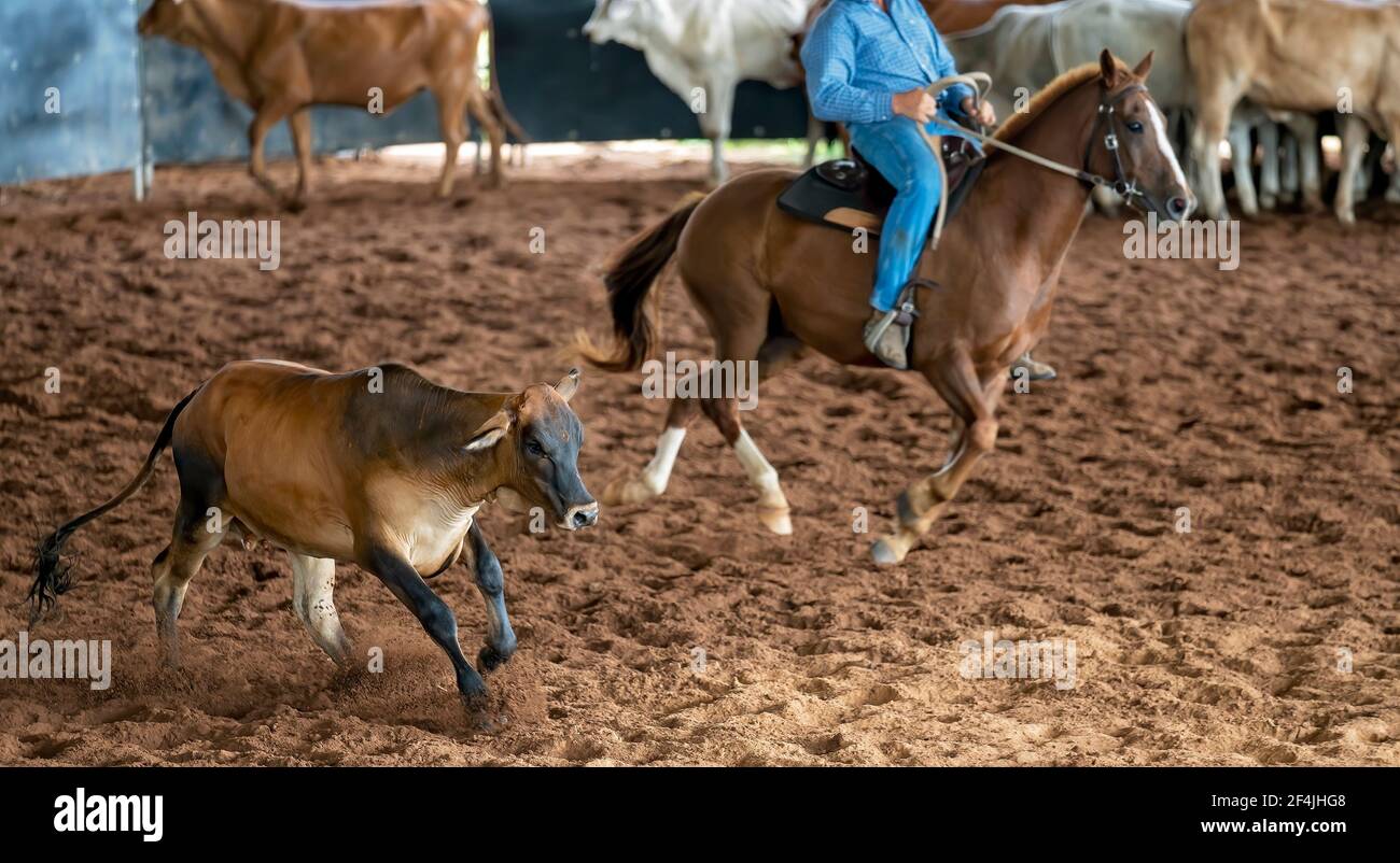 A horse and rider herding calves in a western style equestrian cutting ...