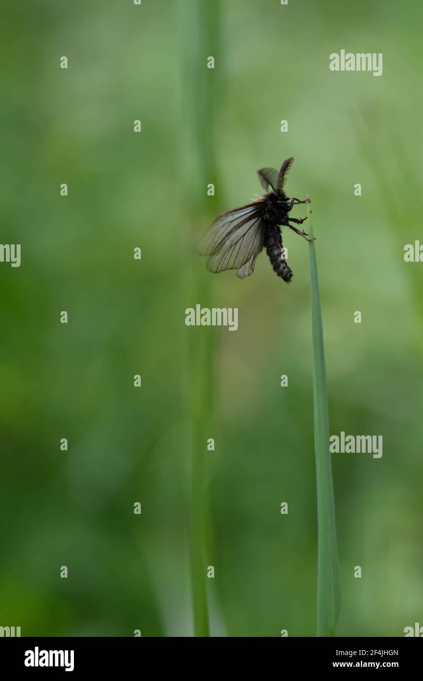 Small moth insect in the grass, sparkly wings, early spring insects ...