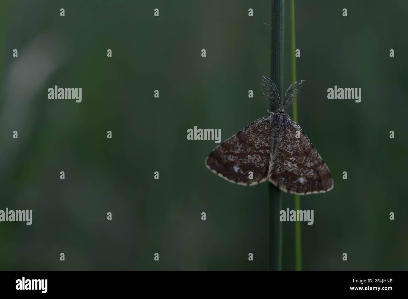 Triangular moth hi-res stock photography and images - Alamy