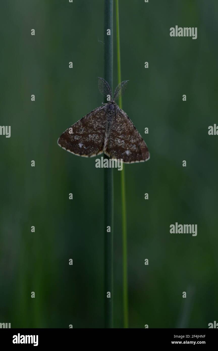 Triangular moth hi-res stock photography and images - Alamy