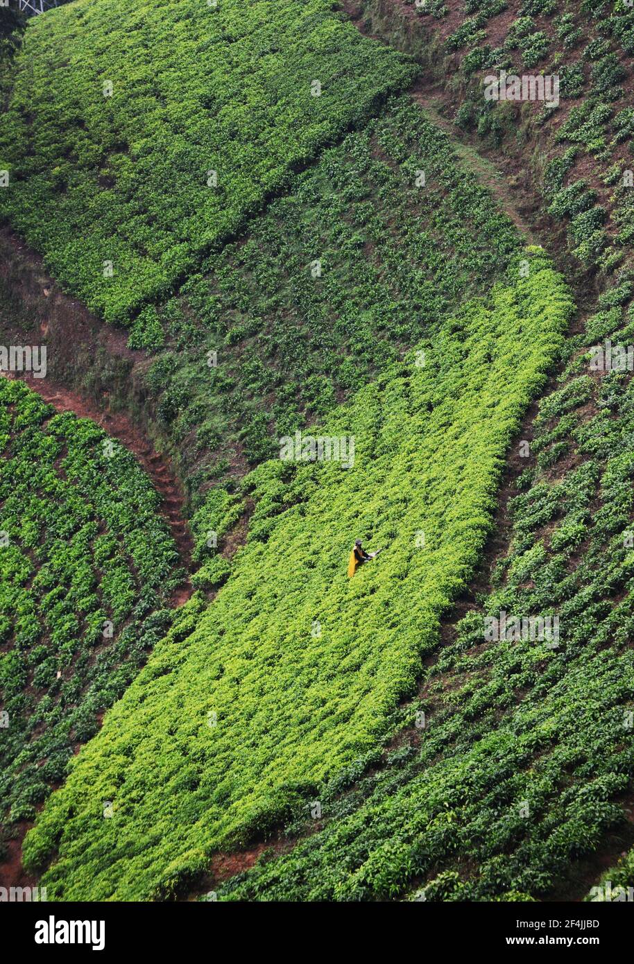 Tea plantations in western rwanda hi-res stock photography and images ...