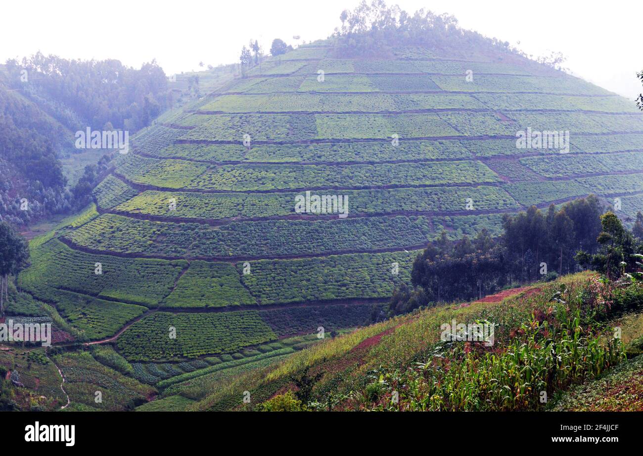 Nyagahinka hi-res stock photography and images - Alamy