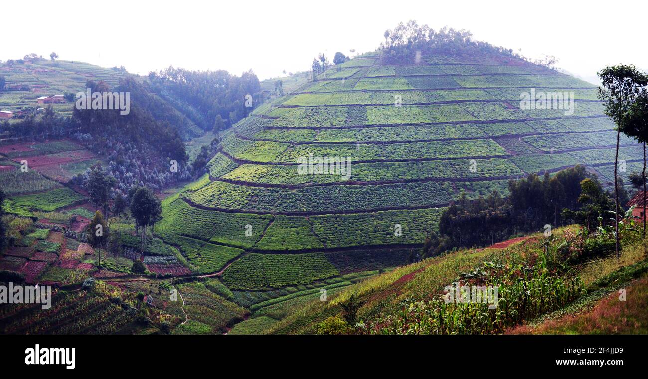 Tea plantations rwanda hi-res stock photography and images - Alamy
