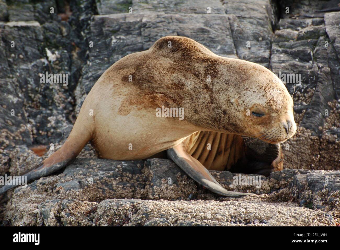 Real seal hi-res stock photography and images - Alamy