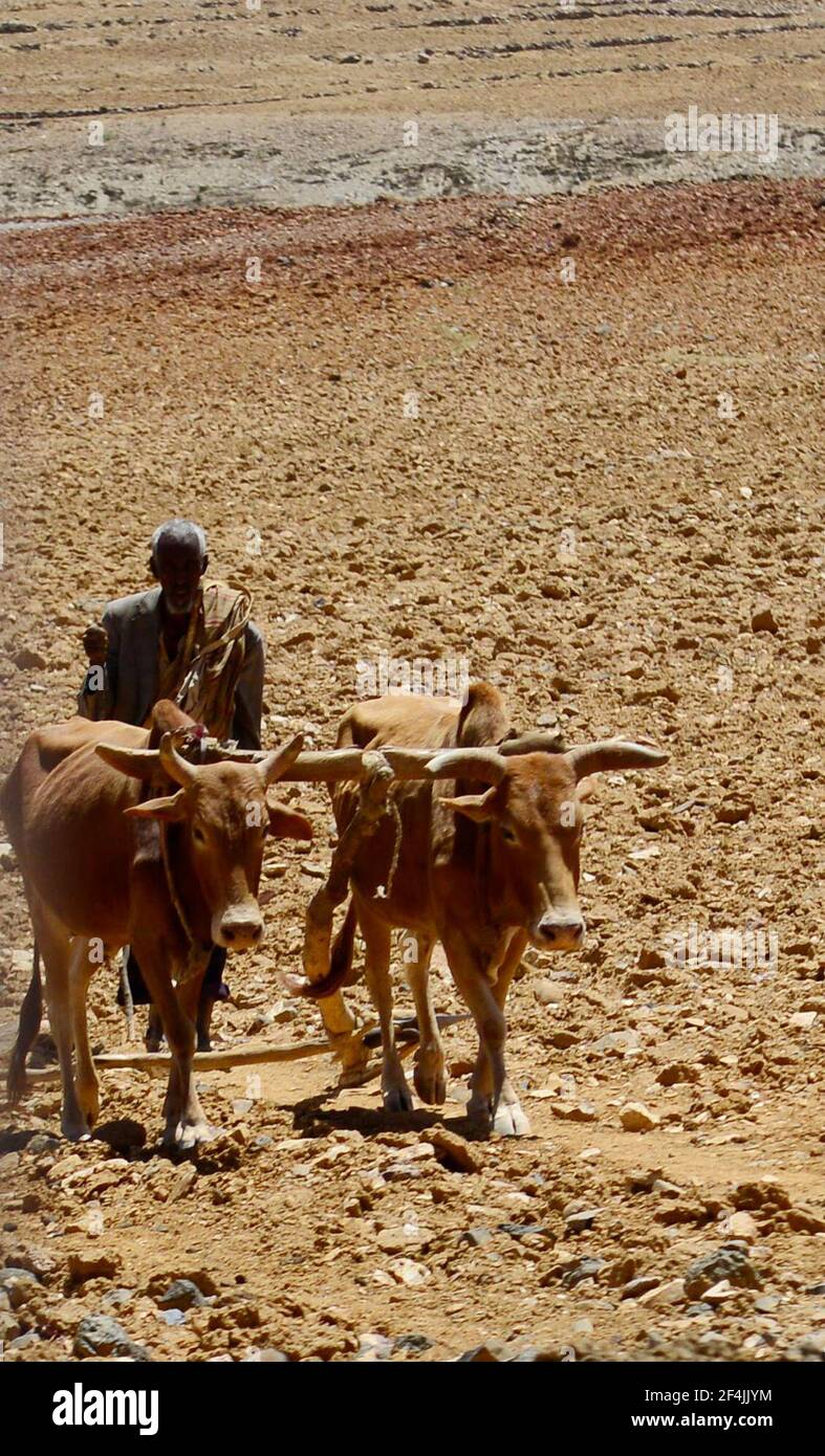 A Tigray farmer plowing his land with his bulls Stock Photo - Alamy