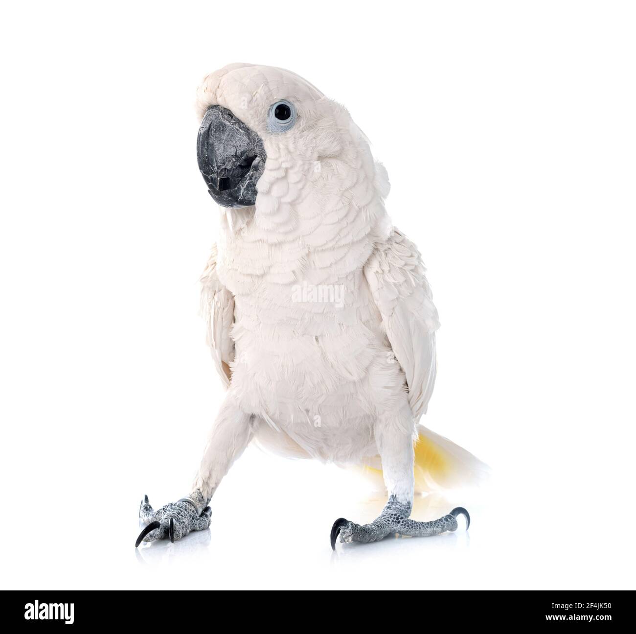 White cockatoo in front of white background Stock Photo - Alamy